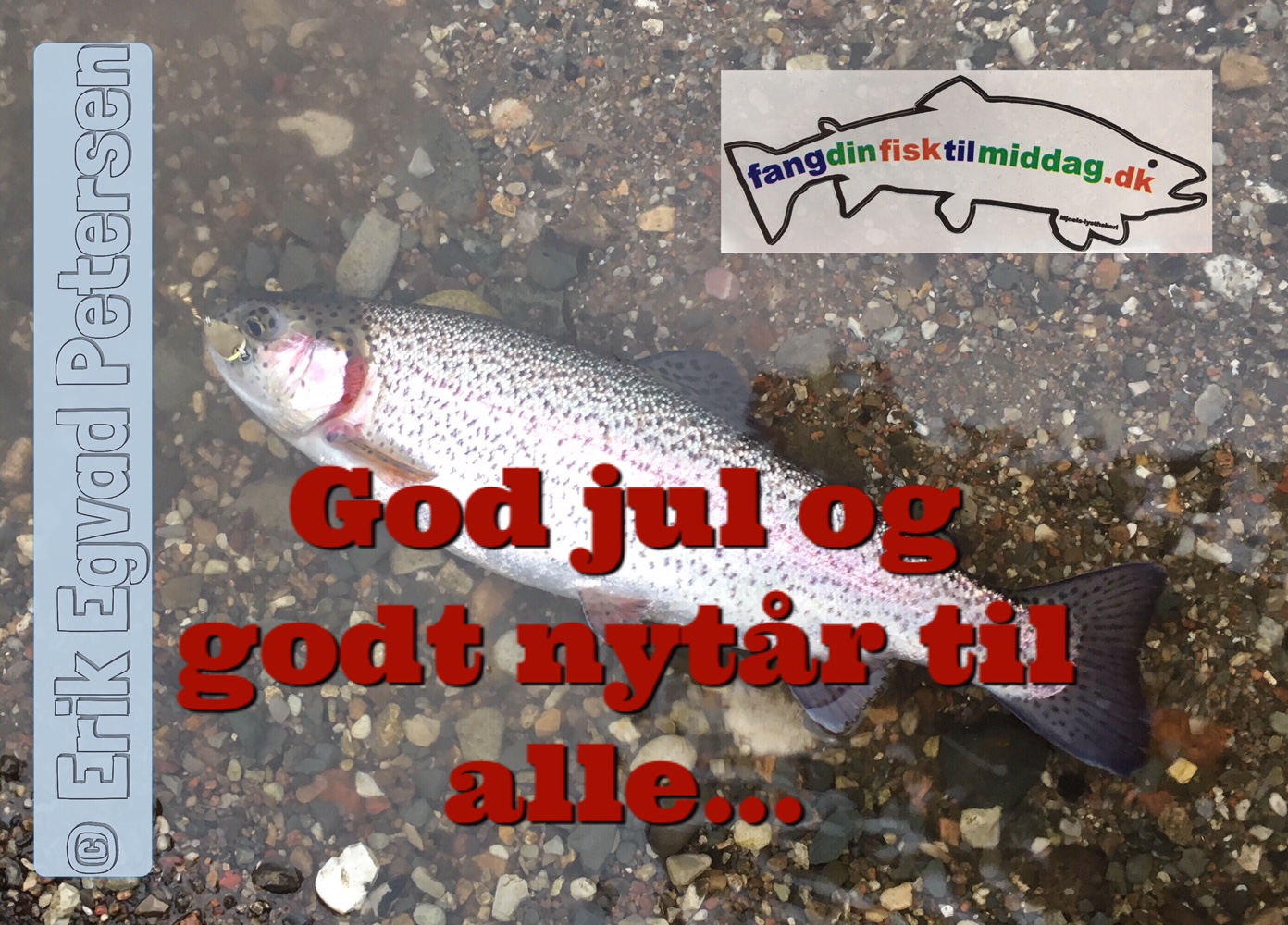 jul – IMG_5809 – MJØLS LYSTFISKERI – Fiskene hugger hos os i Mjøls